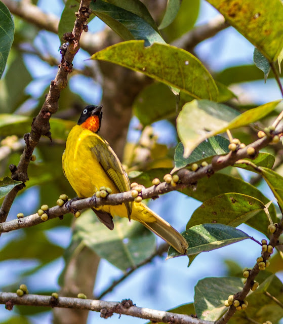 Musicroom's Imaging: Flame Throated Bulbul