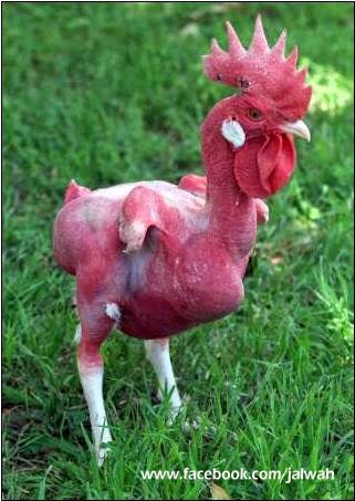 JALWAH: Featherless chicken