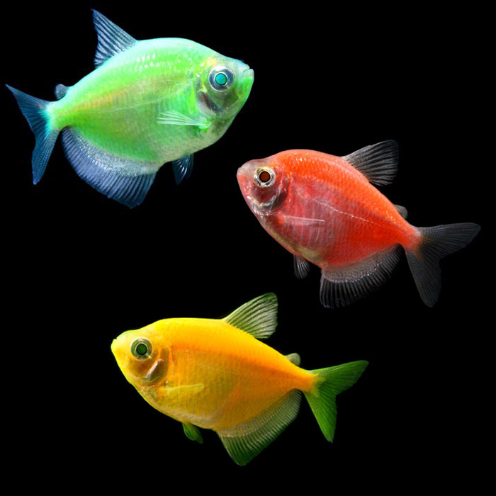 Ikan Glofish - Perumperindo.co.id