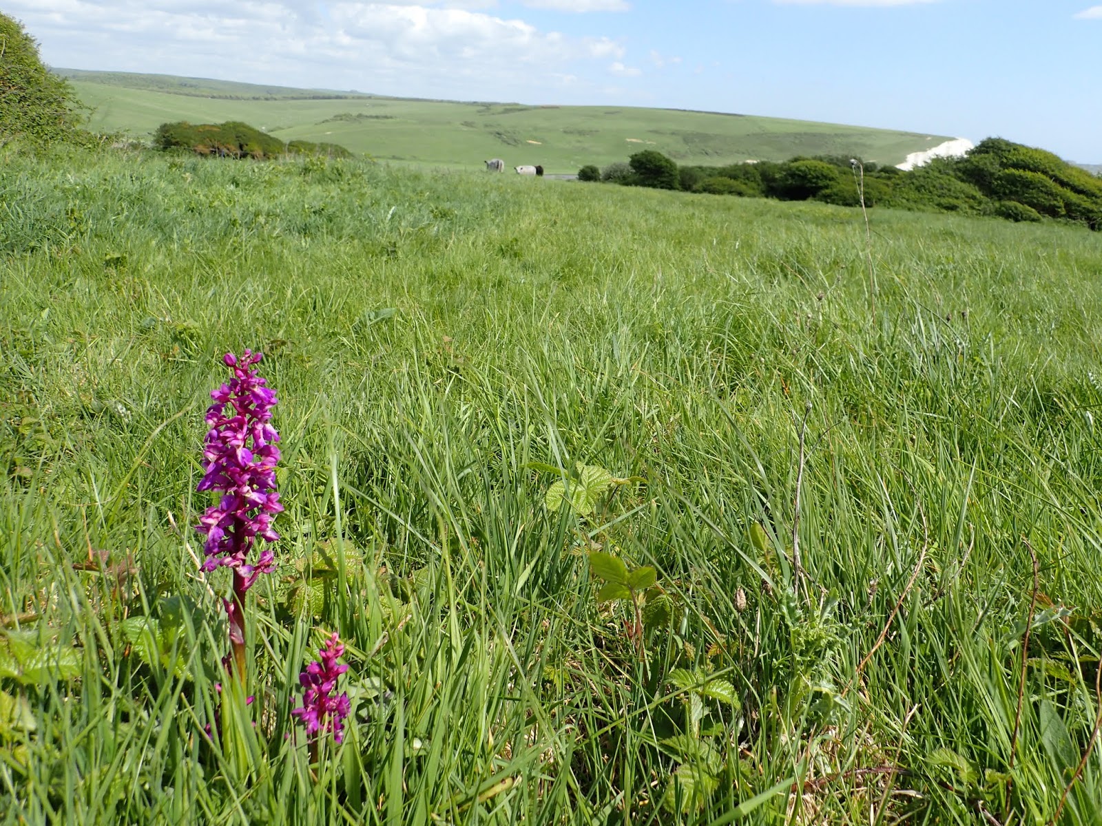 The Lyons Share: Potter Flower-bee (Anthophora retusa) thriving at ...