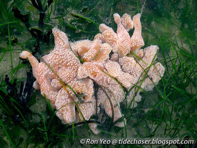 tHE tiDE cHAsER: Ascidians & Other Tunicates (Phylum Chordata ...