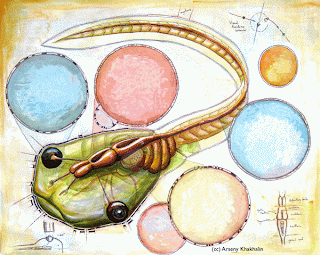Neuroscience avout: Xenopus laevis tadpole neuroscience art