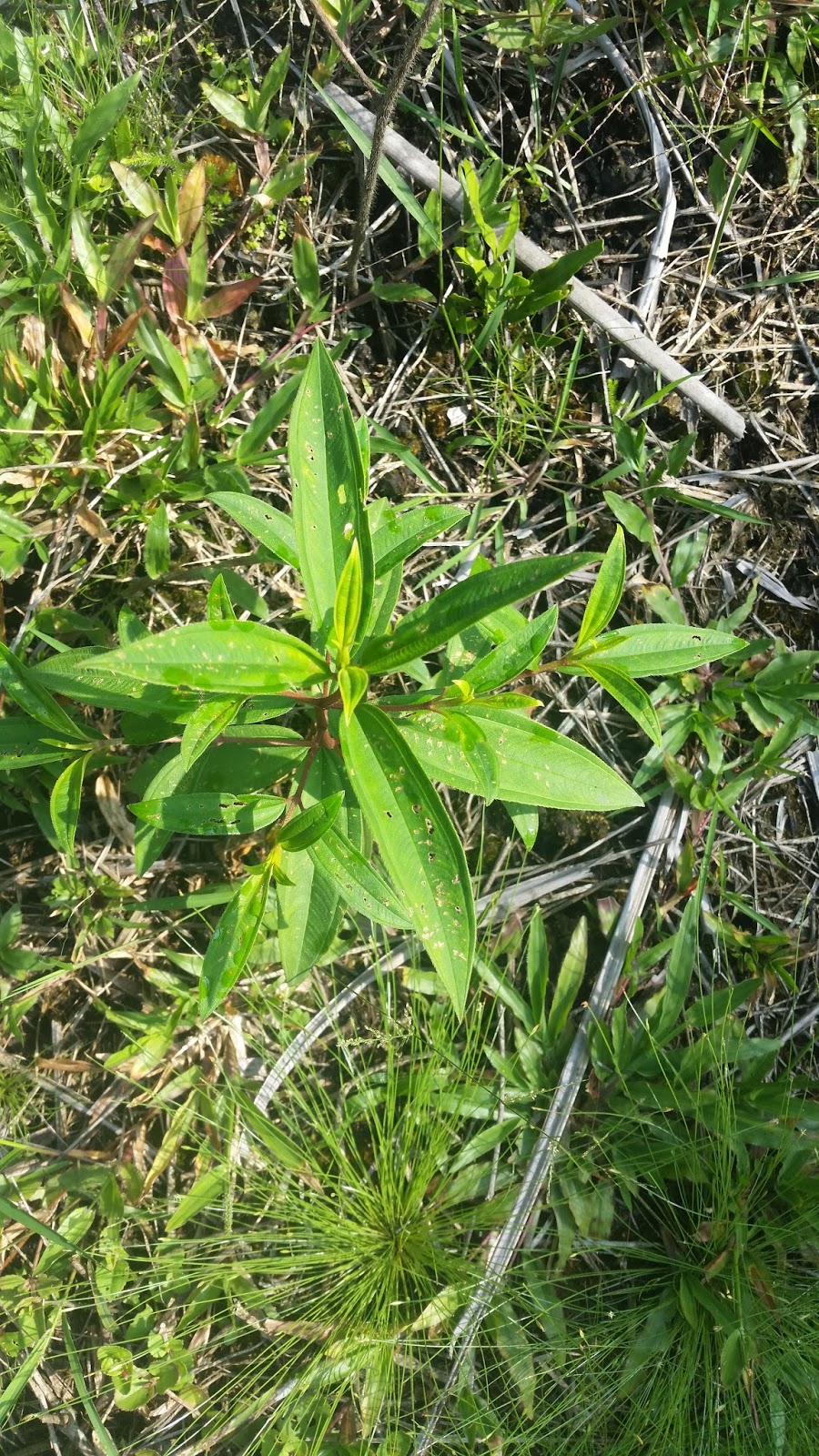 Warisan Petani: Pokok senduduk.