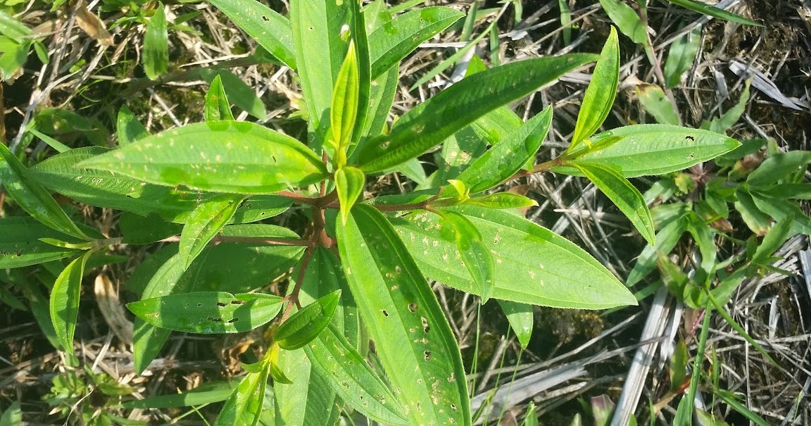 Warisan Petani: Pokok senduduk.