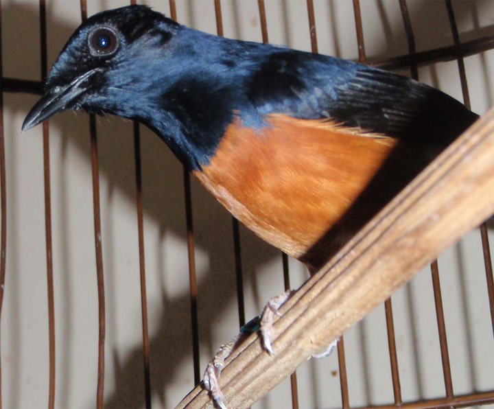 KICAUAN BLOG: Murai Batu