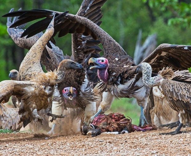 BARRY the BIRDER: These vulture species are critically endangered