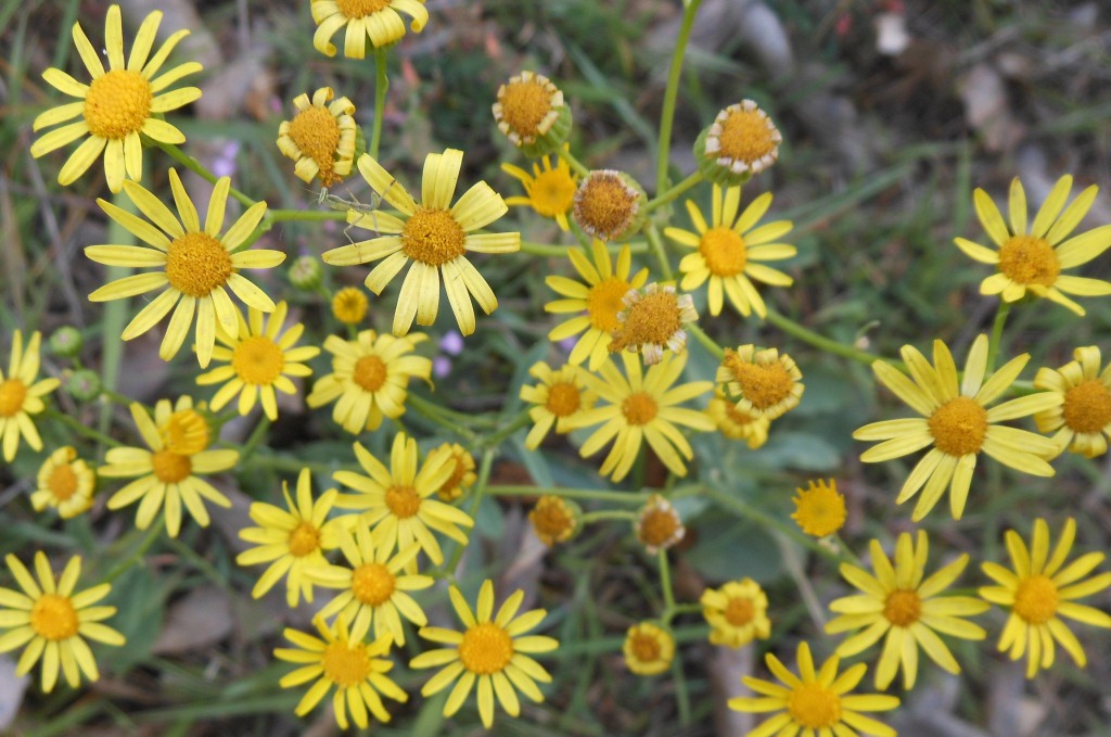 पुष्‍पांजलि: प्रकृति मां