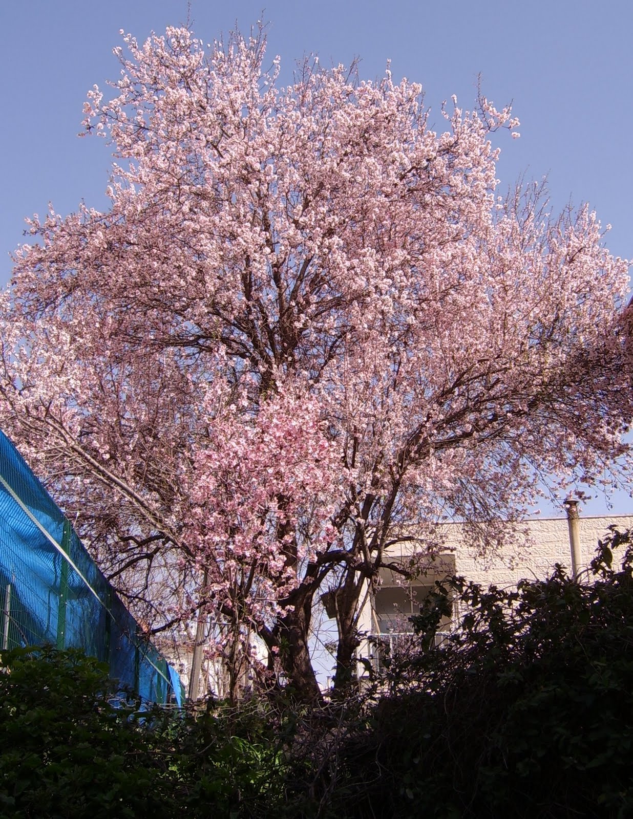 From the hills of Jerusalem: Shkedia Gives Way to Spring