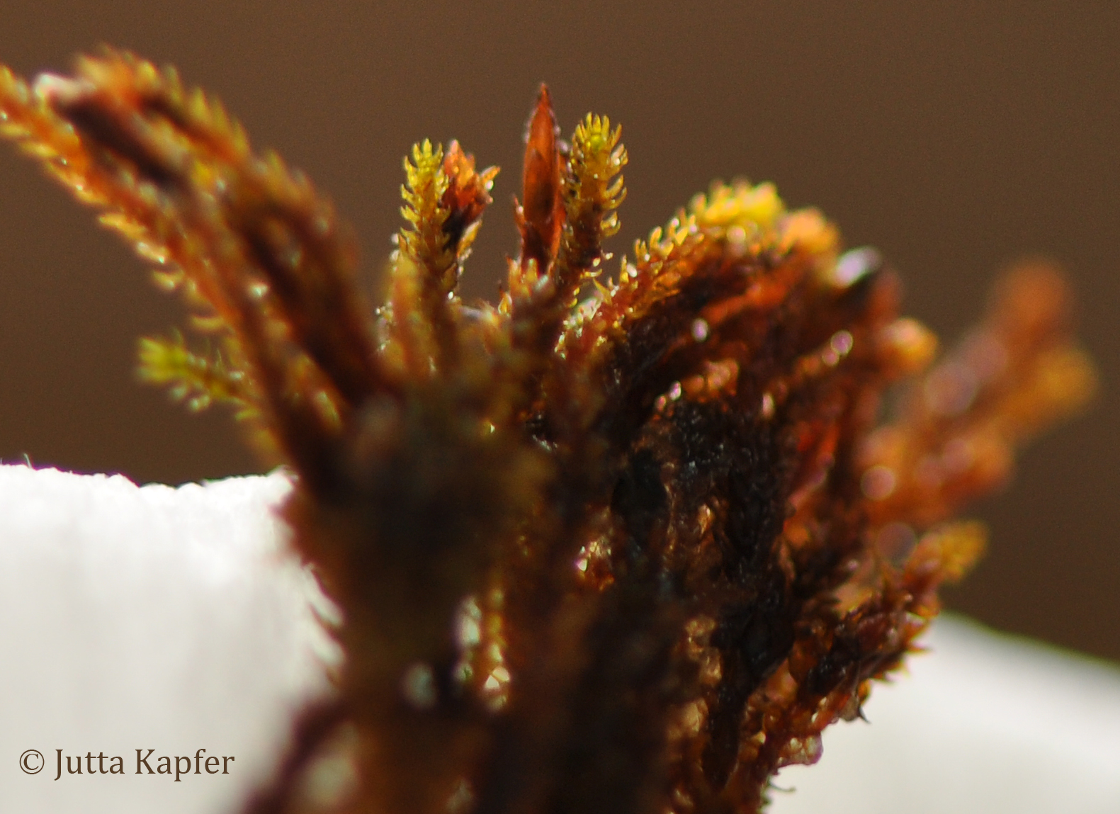 Bryophytes of Central and Northern Europe: Andreaea rupestris