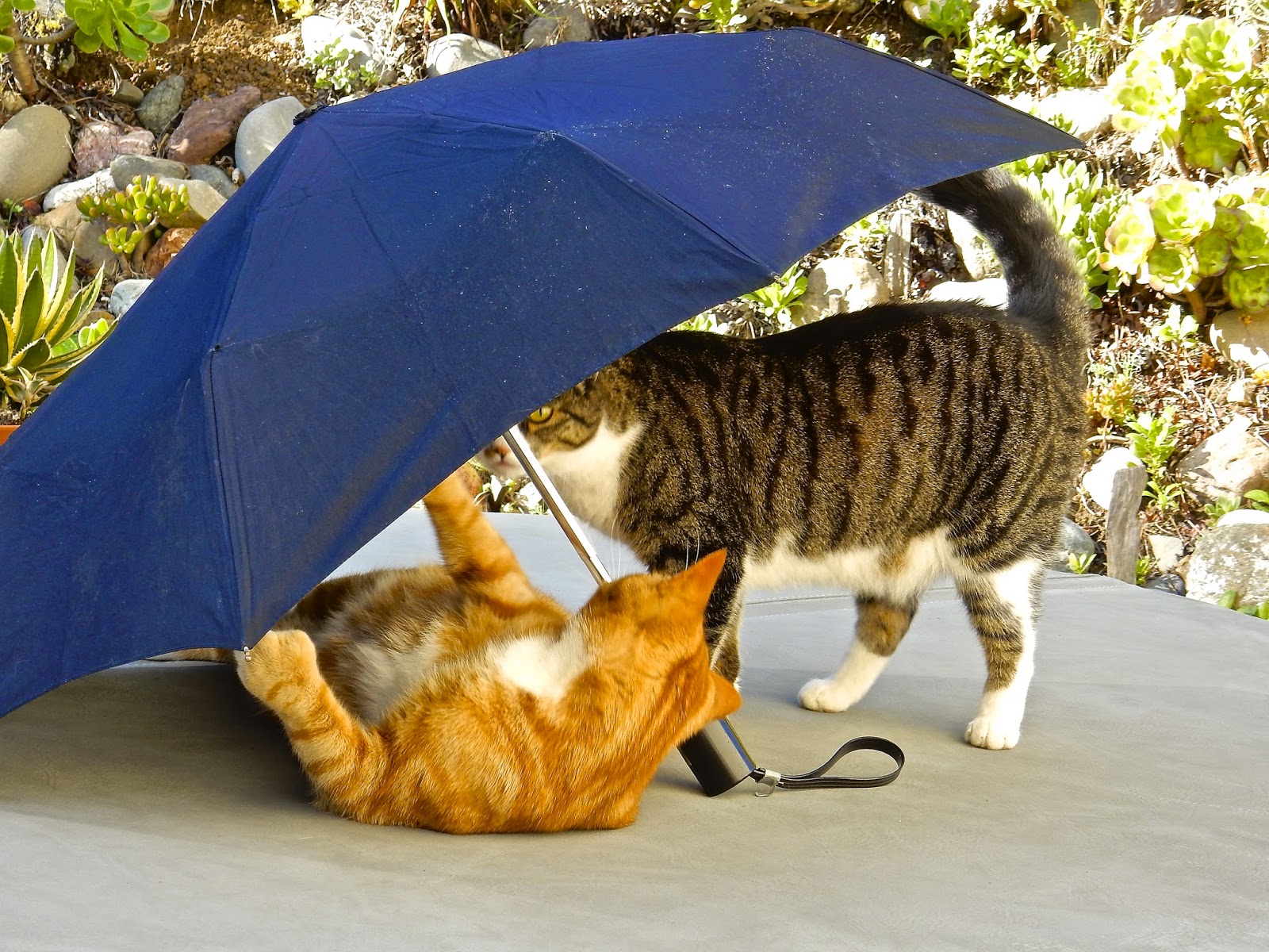 Tom Cochrun /Light Breezes: CAT AND UMBRELLA-IS PRIVACY FREEDOM ...