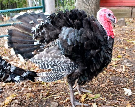 Squash Blossom Farm: Wordless Wednesday: Tribute to Ten Terrific Turkeys