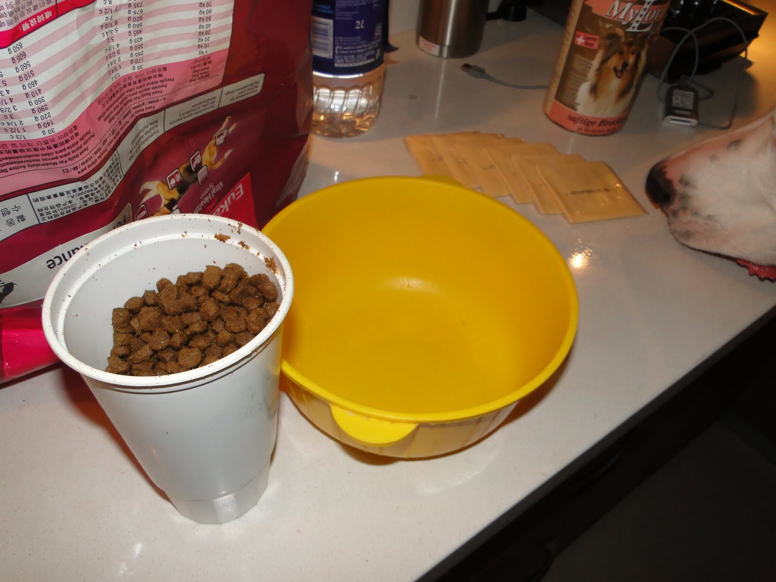 The India Adventure: Proper Feeding of Shogun the Dog