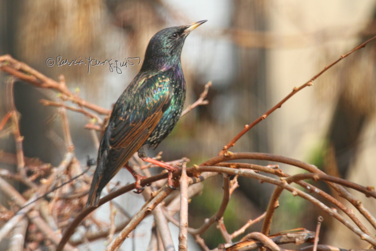 The Last Leaf Gardener: Throwback Thursday: Mr. Eugene Schieffelin (He ...