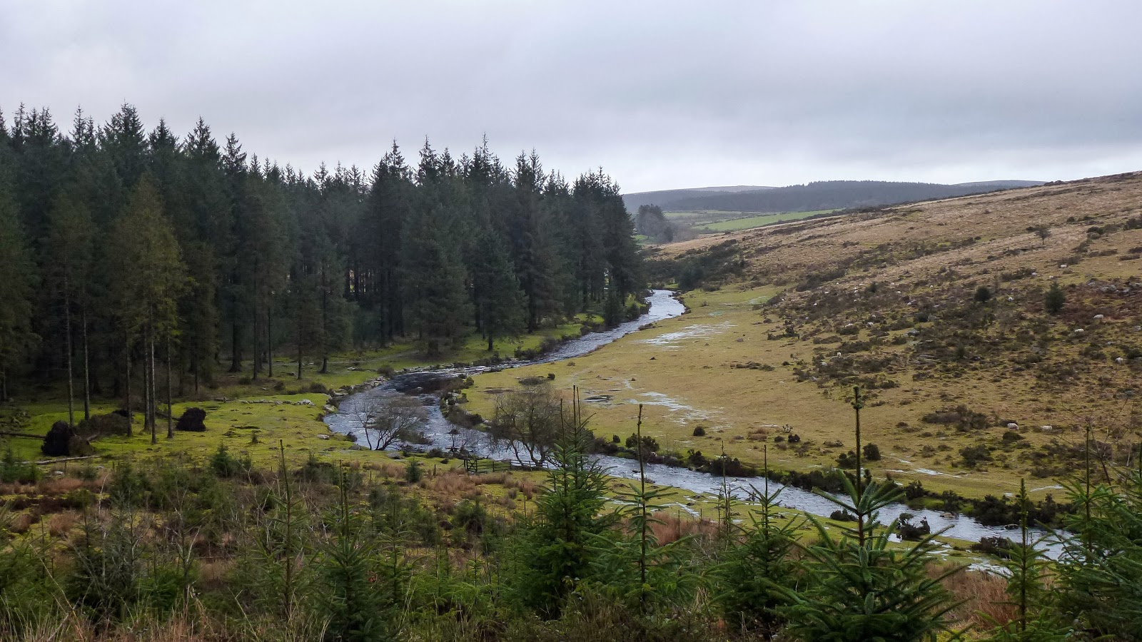 My Dartmoor Walks: Tuesday 28th January Bellever Forest
