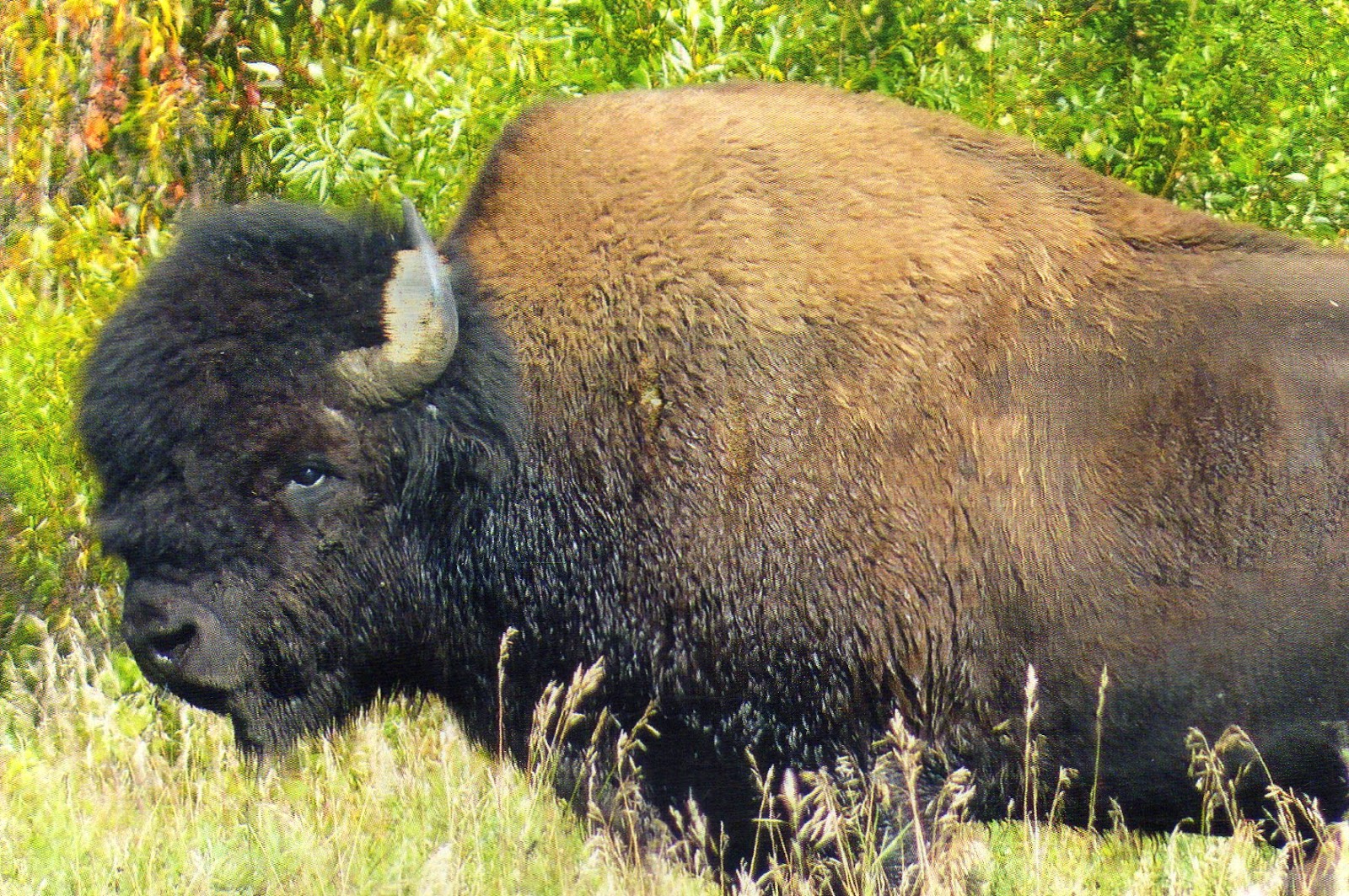 UNESCO postcards collection by dannyozzy: Wood Buffalo National Park