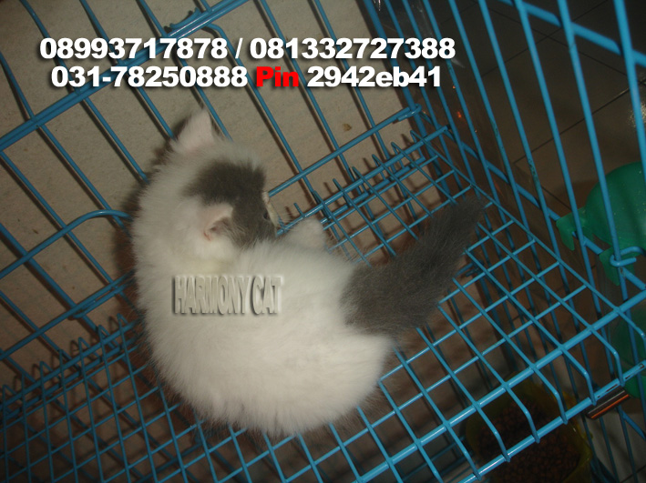 Hamster Dan Kucing Persia Murah Surabaya: DI JUAL KUCING JANTAN EXO ...