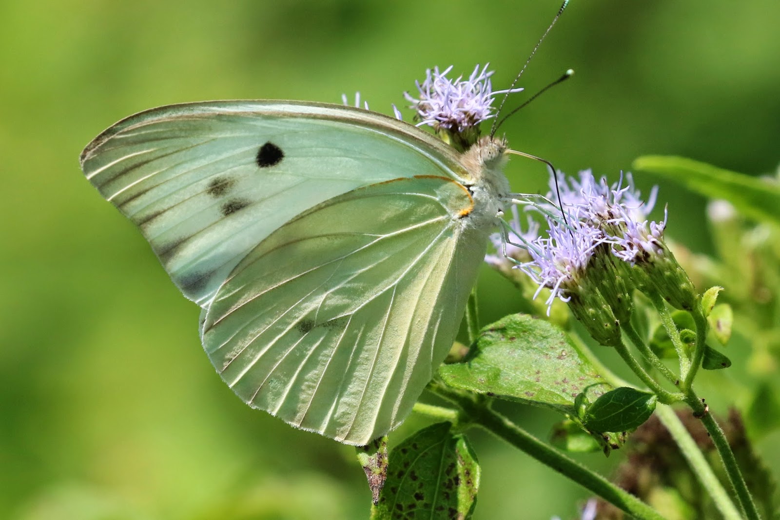 Rio Grande Valley Butterflies: Red-sided Swallowtail at National ...