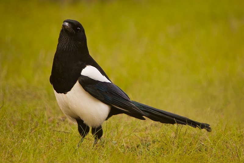 Francesc Cornadó: Ralea