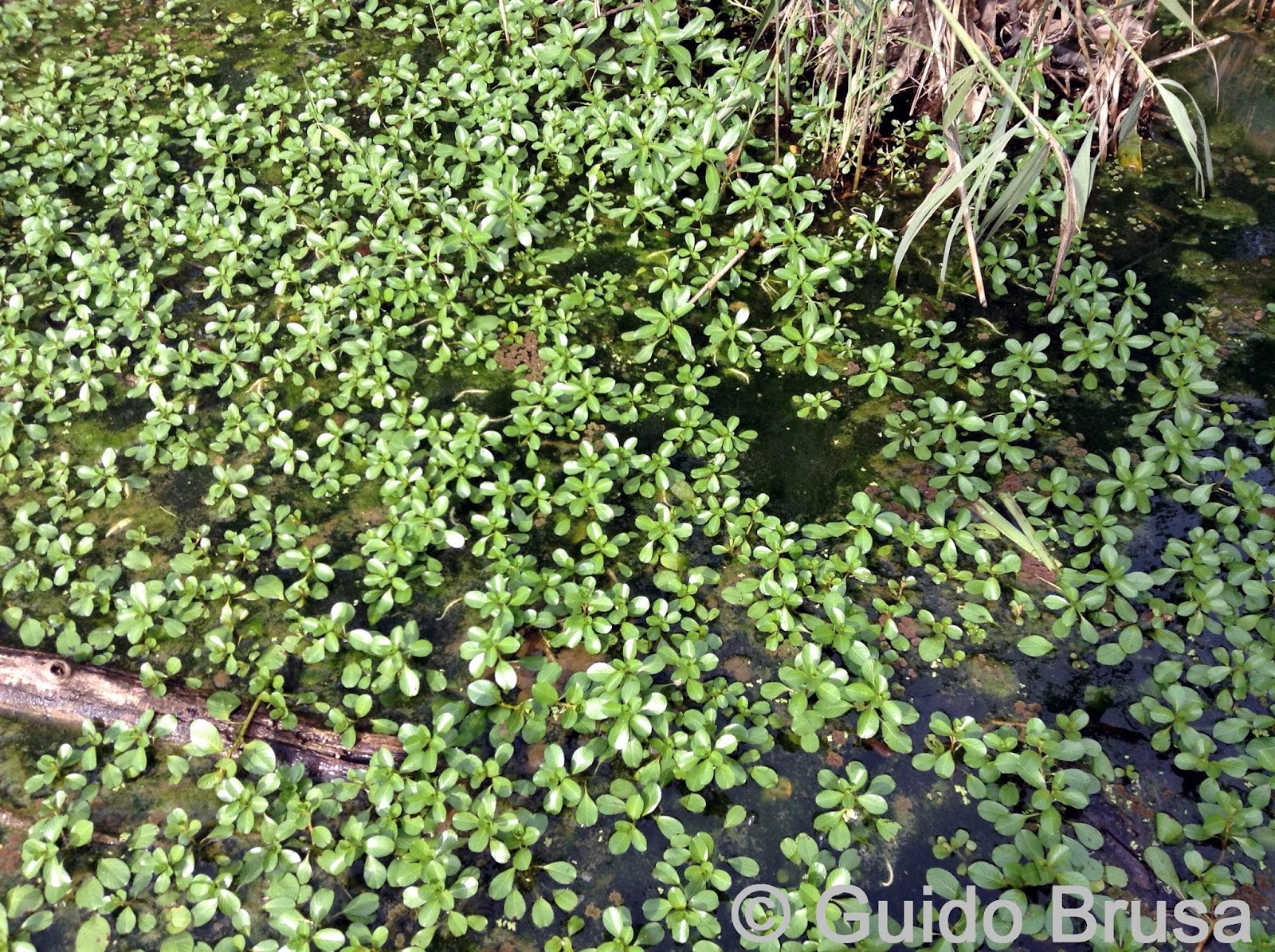 Flora Insubrica: Azolla caroliniana/cristata agg.
