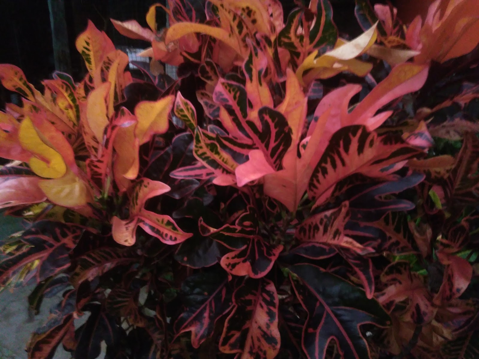 PESONA KEINDAHAN BUNGA ANGGREK, MAWAR,EPHORBIA,PURING - Rumah Daun Muda