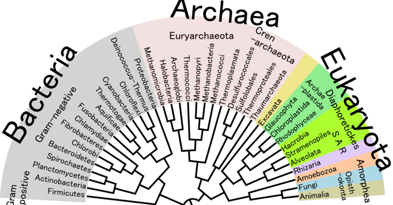 Biology: Analisis Filogenetik dan Identifikasi Bakteri dengan Metode ...