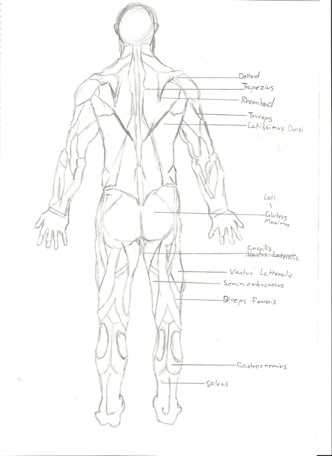 MHill's Blog: Muscle Study