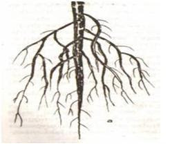 Belajar Mandiri di Rumah: Pengelompokkan Tumbuhan