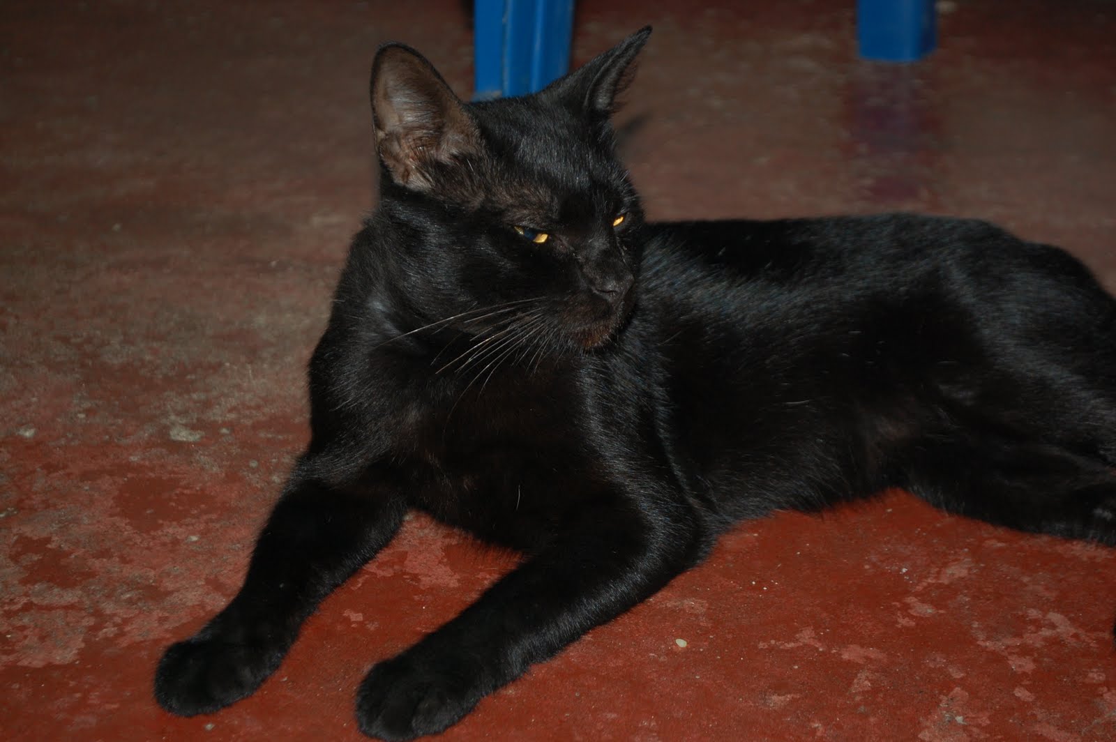 cultura animal: ANIMALES DEL CENTRO