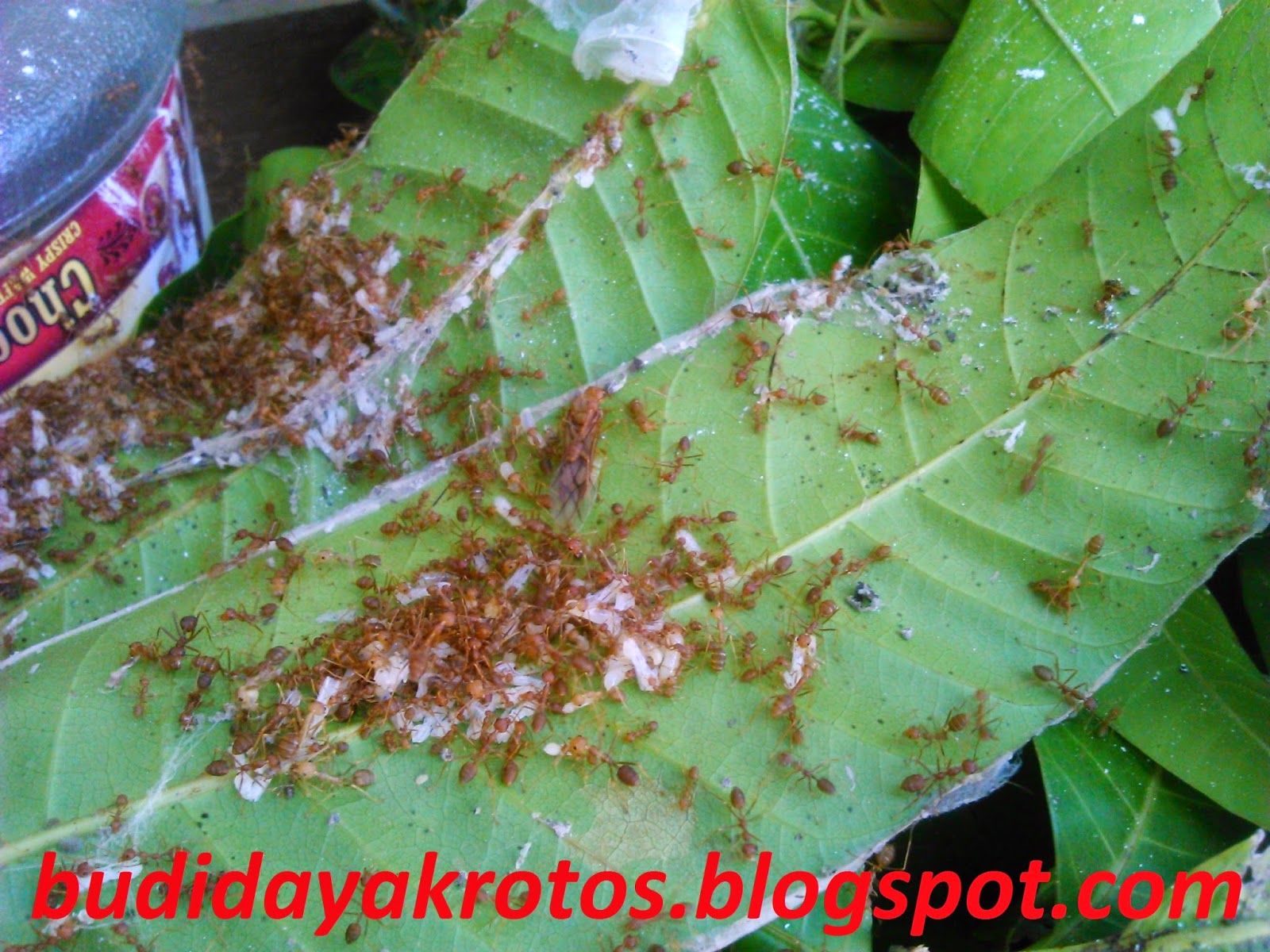 Berapa Lama Adaptasi Semut Rangrang dari Alam ke Sarang Toples ...