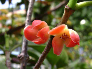 Flowers around the world: The National Flower Every country (T)