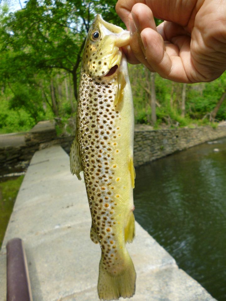 Extreme Philly Fishing: Multi-Species: 2 Years of Fishing in ...