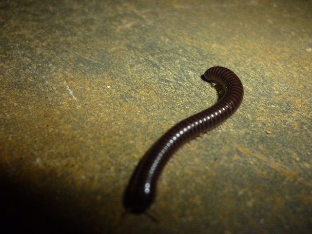 Fotos cienpies - Imagui