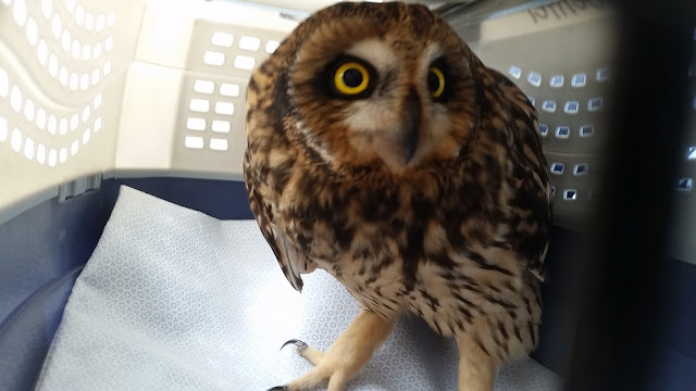 My Summer Vacation: Pueo, Pueo, Who's Got the Pueo?