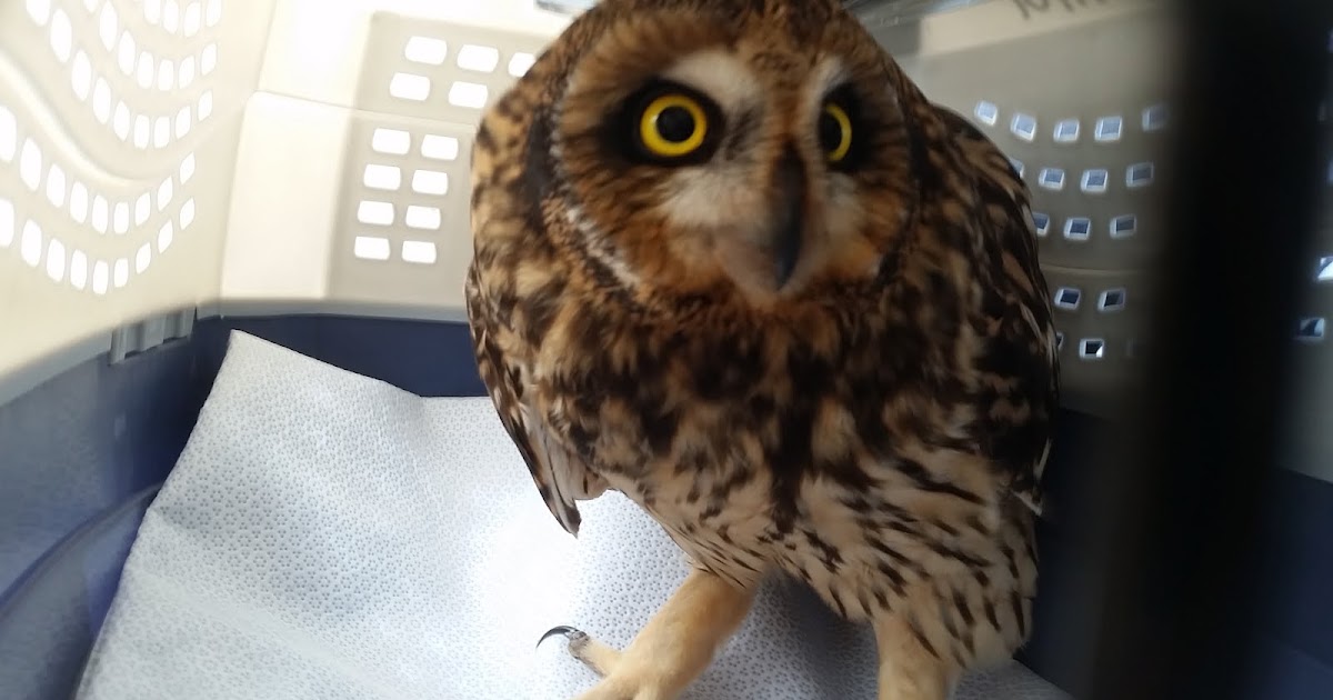 My Summer Vacation: Pueo, Pueo, Who's Got the Pueo?