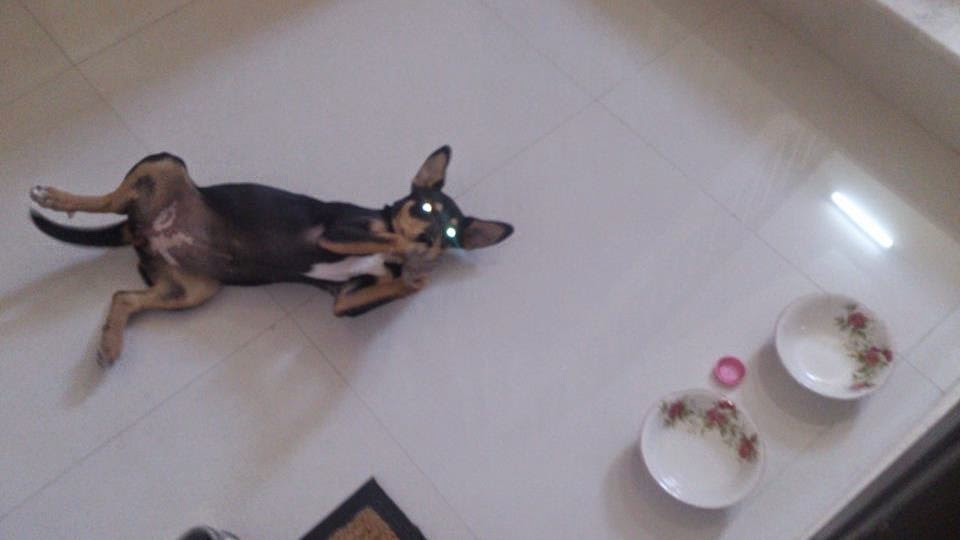 Sweet Salalah...Cakes, Dieting, and Other Musings from the Middle East ...