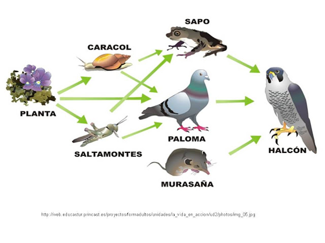 MI ENTORNO: UN ECOSISTEMA VIVIENTE: RED TROFICA