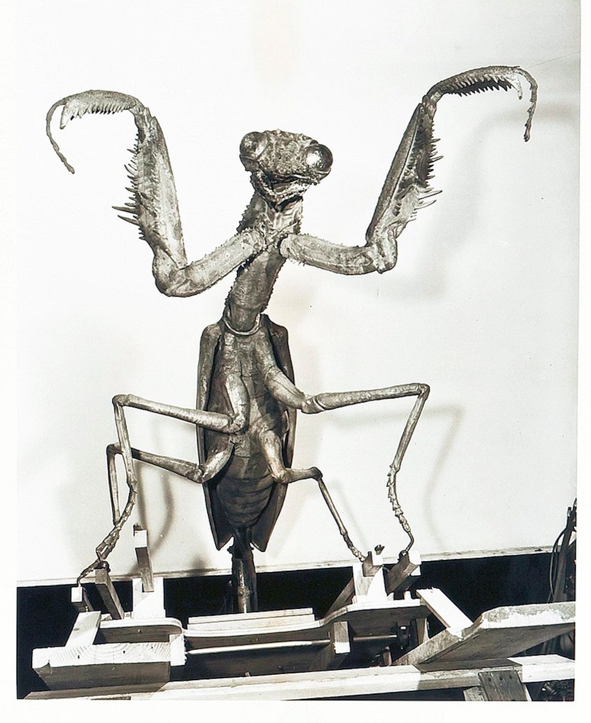 MONSTER MAGAZINE WORLD: DEADLY MANTIS REFERENCE PHOTOS