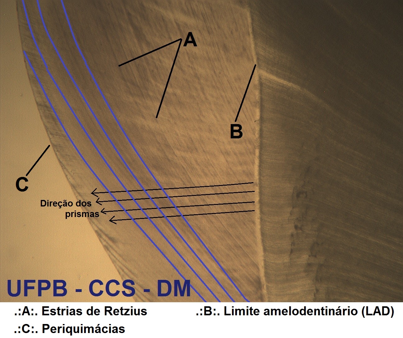 HistoLink: .:Esmalte:.