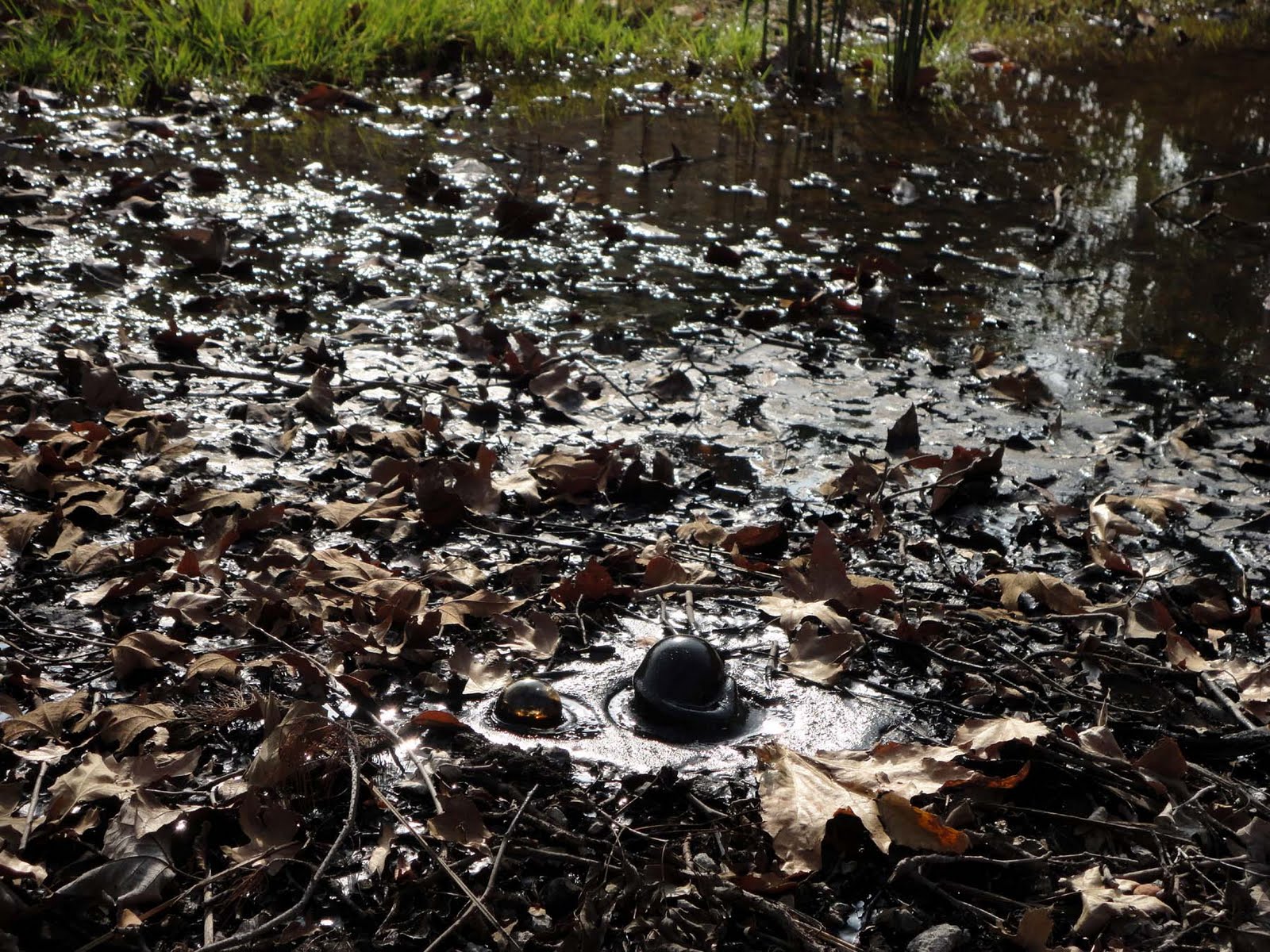 The Coastal Paleontologist: Southern California Research Trip, Part 4 ...