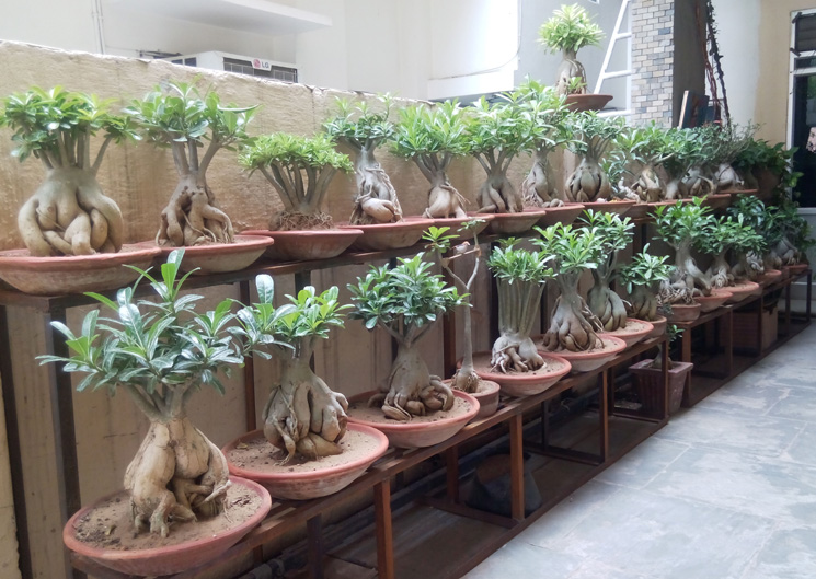 Adenium Bonsai Obesum Desert Rose | Bonsai Adenium Plant