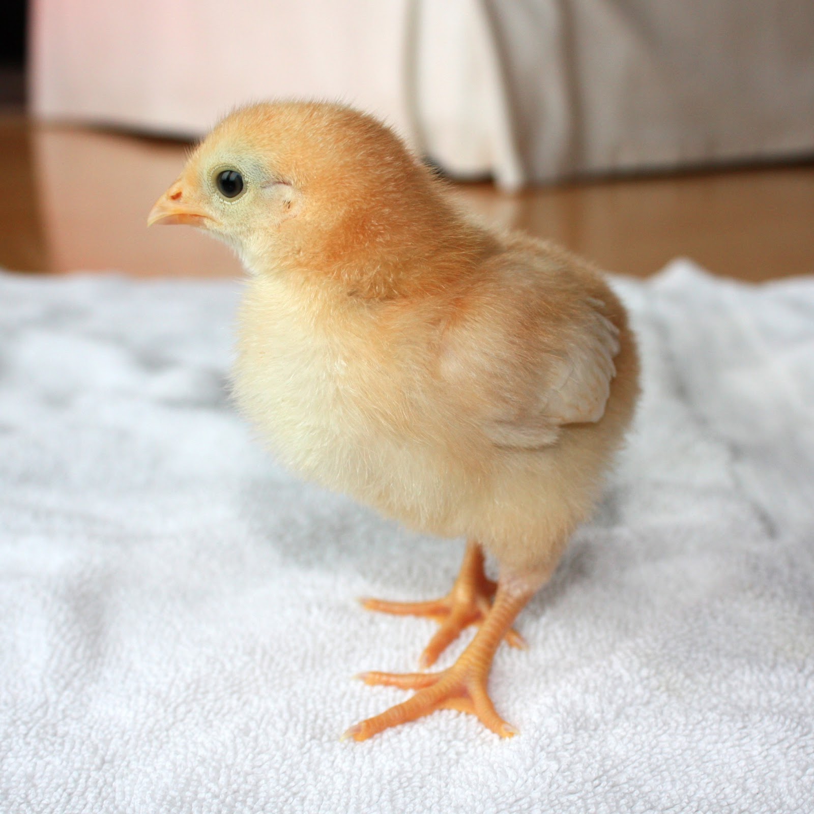 Skruben: Guess What? ...Chicken Butt