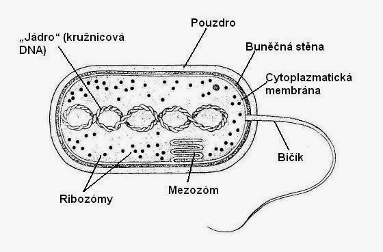 Penicilin - jeden z léků, který změnil svět: Rozdíl mezi virovým a ...