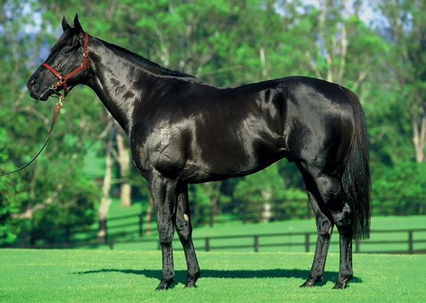 HD Animals Wallpapers: Black Thoroughbred Horse