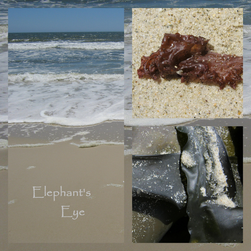 Rocher Pan with beached seals