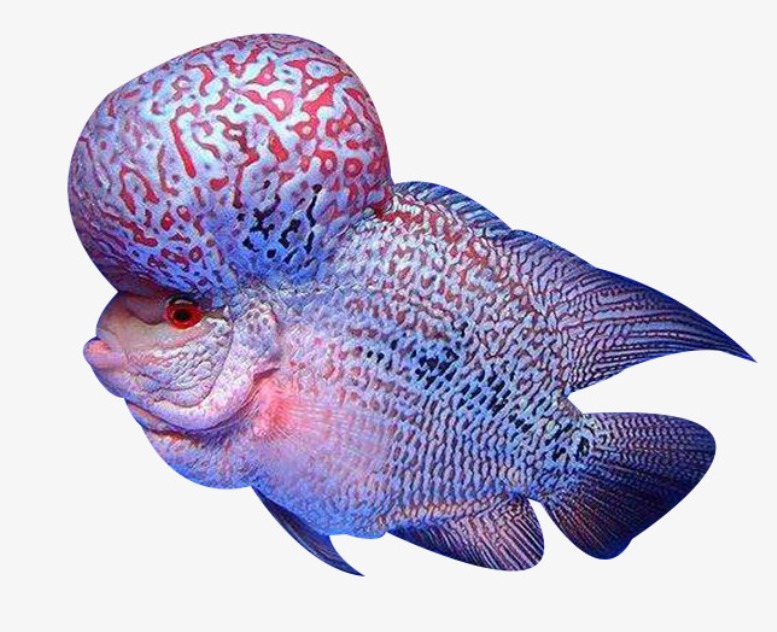 FLOWERHORN FISH photos - wallpapers (ανανεωμένο) | the fun bank