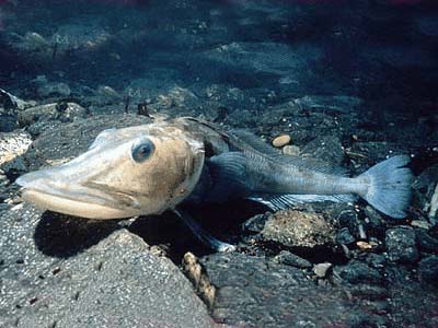 Icefish - Fishes World - HD Images & Free Photos