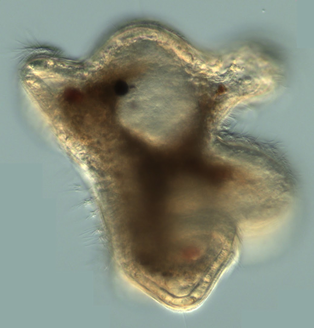 Invertebrate Embryology: Müller’s larva
