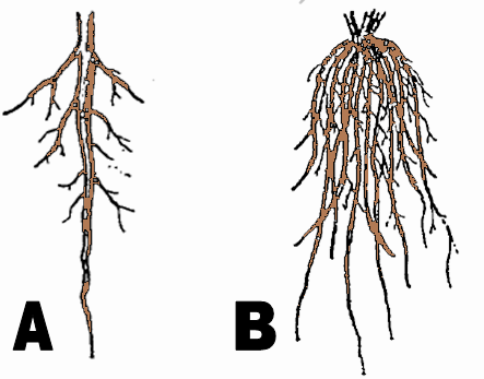 Mato & Cia: Morfologia externa de Raizes
