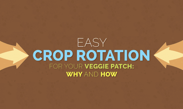 Easy Crop Rotation For Your Veggie Patch #infographic - Visualistan