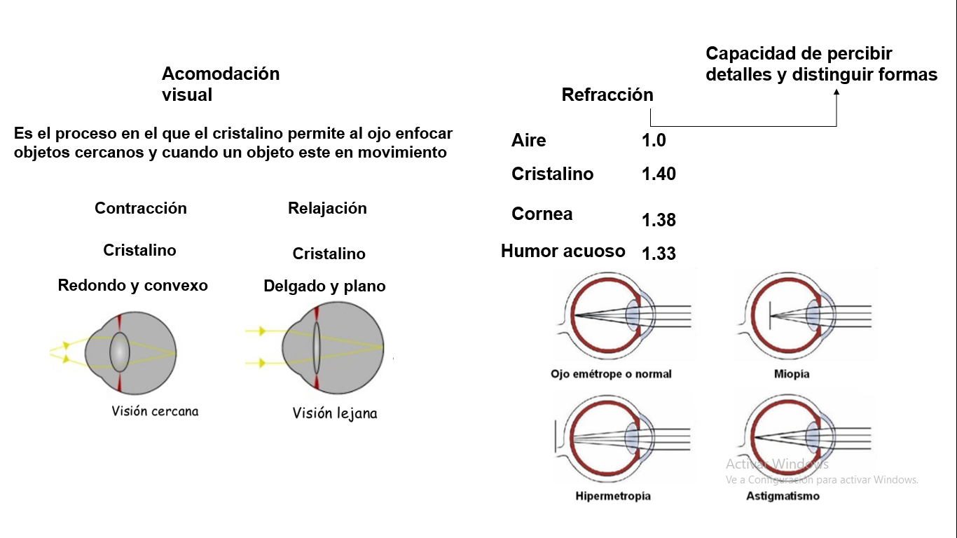 acomodación visual y refracción
